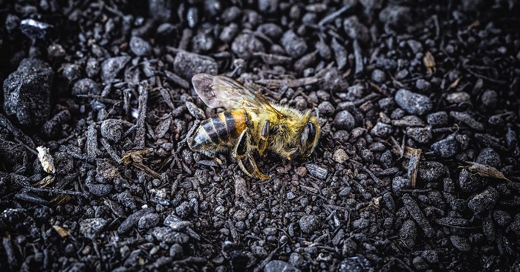 EU sending huge quantities of banned, bee-killing pesticides to poorer ...